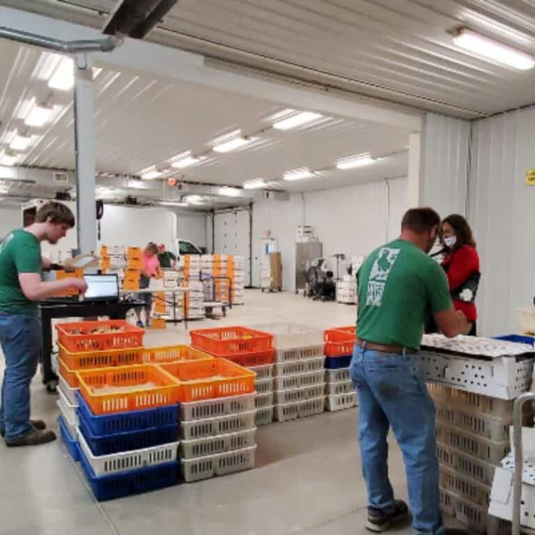 Top 7 Chicken Hatcheries in Ohio in 2023