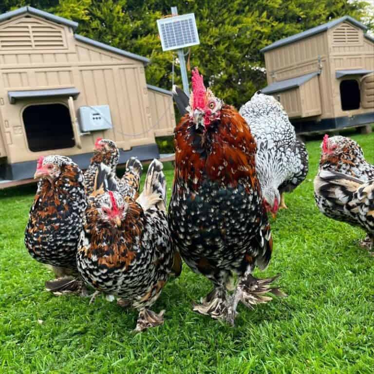 14 Pretty Chicken Breeds: Beauty and More