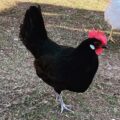 10 Chicken Breeds That Lay White Eggs