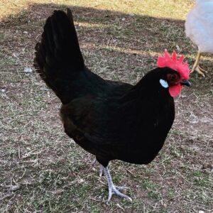 10 Chicken Breeds That Lay White Eggs