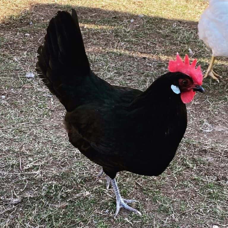 10 Chicken Breeds That Lay White Eggs