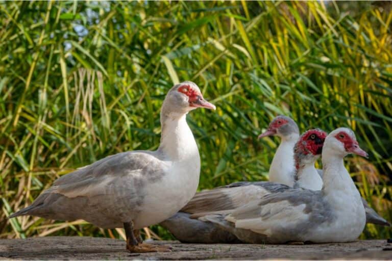 How Long Do Ducks Live? 9 Duck Breeds Lifespan