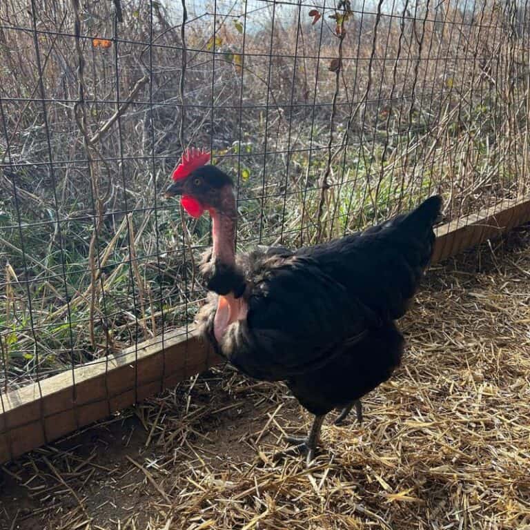 21 Types of Black Chicken Breeds (With Pictures)