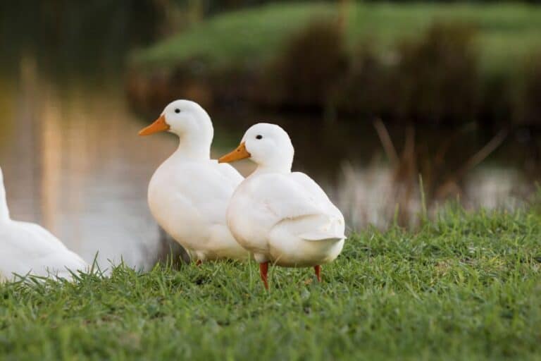 How Long Do Ducks Live? 9 Duck Breeds Lifespan