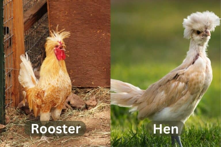 How to Tell Roosters from Hens: 10 Breeds Example