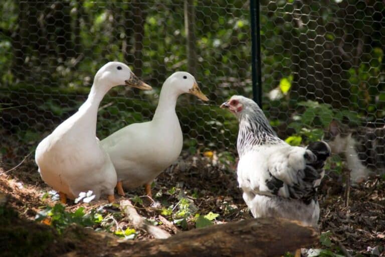 Can Ducks and Chickens Live Together? Coop, Food, & More