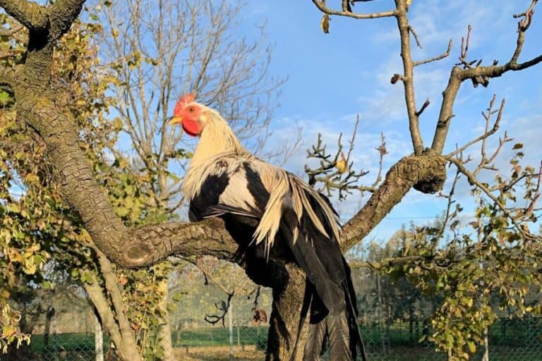 12 Unique and Rarest Chicken Breeds