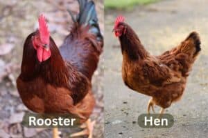 How to Tell Roosters from Hens: 10 Breeds Example