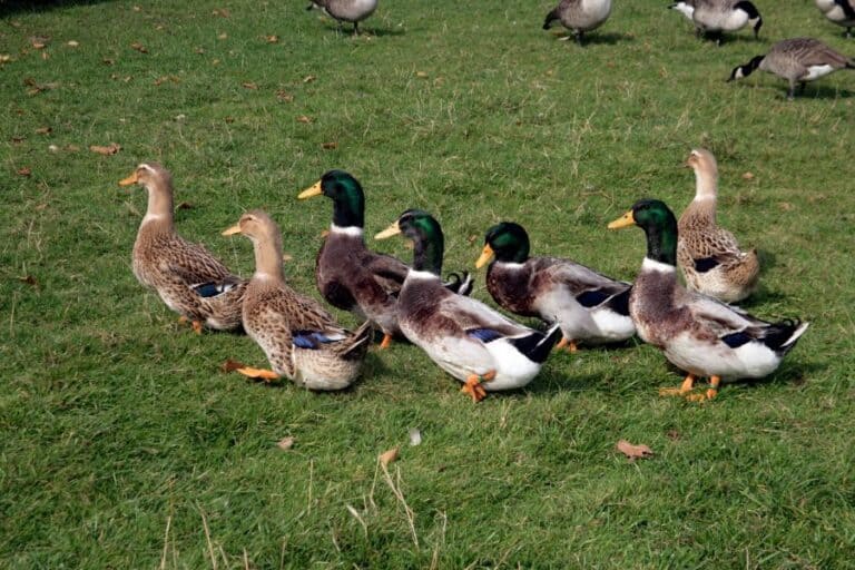 How Long Do Ducks Live? 9 Duck Breeds Lifespan