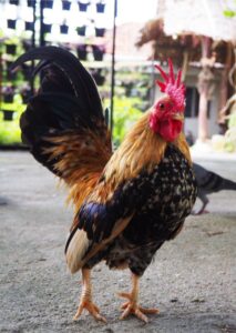 Serama Chicken: Size, Care, & Price