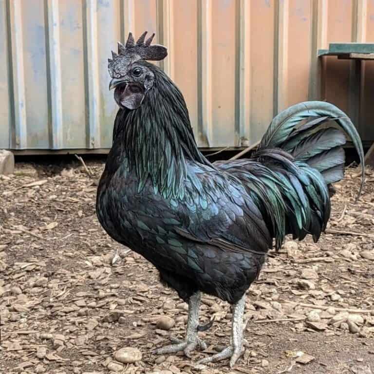 21 Types of Black Chicken Breeds (With Pictures)