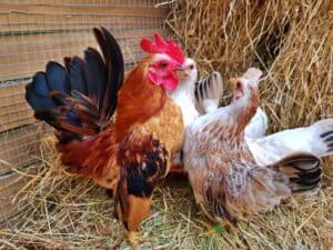 Serama Chicken: Size, Care, & Price
