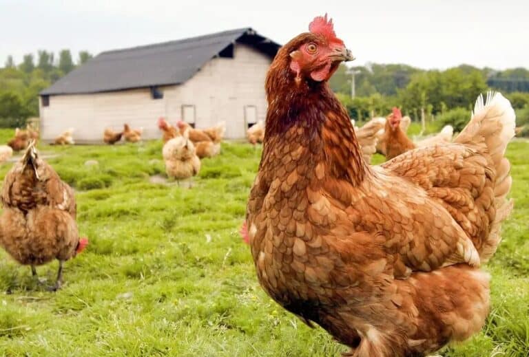 Top 9 Chicken Hatcheries in NC 2023