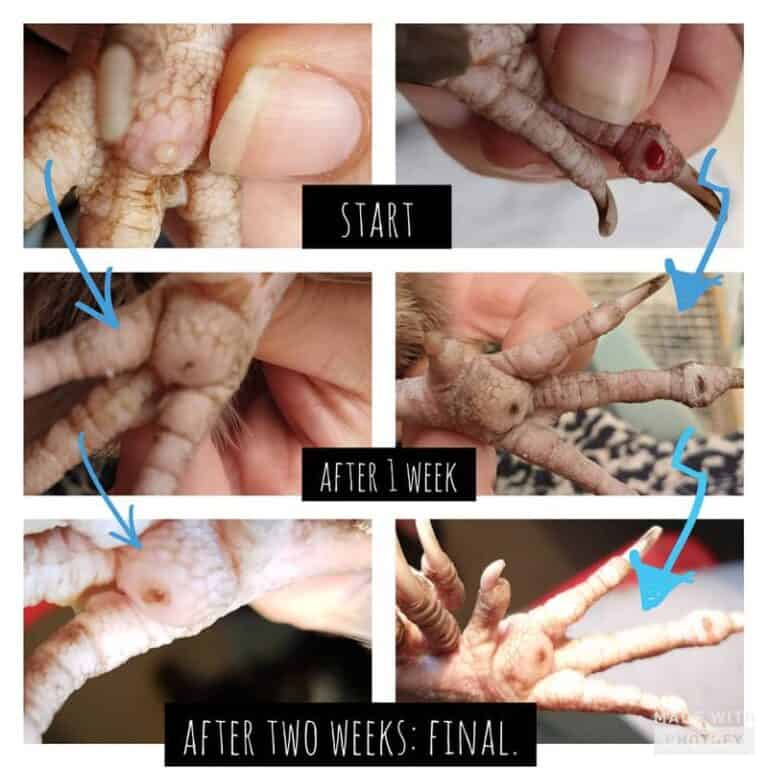 Bumblefoot in Chickens: Causes, Treatment & Prevention