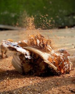 Chicken Dust Bath: Why, When, & How to Make