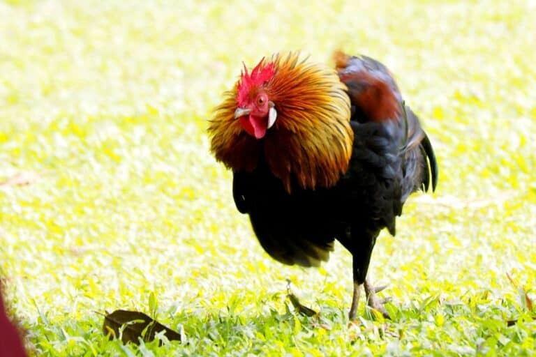 What to Do When a Rooster Attacks You?
