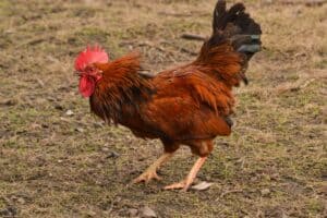 What to Do When a Rooster Attacks You?