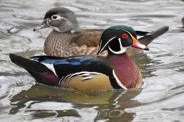 How Long Do Ducks Live? 9 Duck Breeds Lifespan