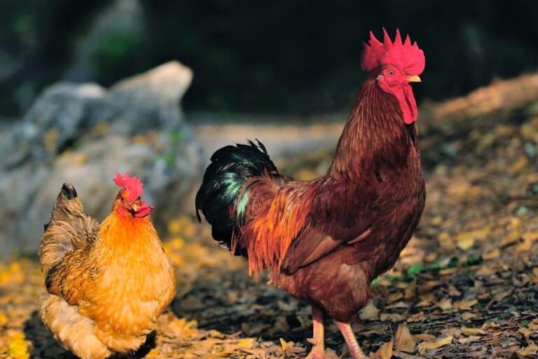 How to Tell Roosters from Hens: 10 Breeds Example