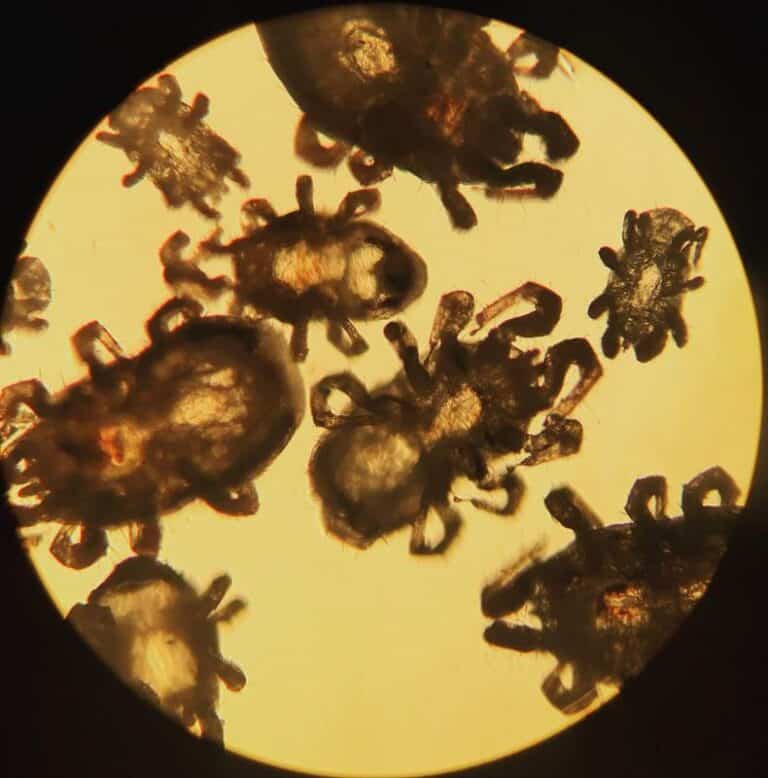 Chicken Mites: Types, Symptoms, & Treatment