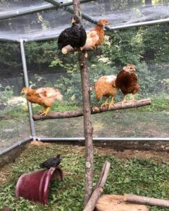 15+ Easy and Fun DIY Chicken Toys - The Everyday Mom Life