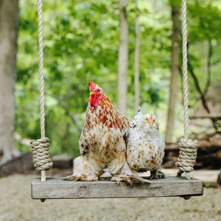 15+ Easy and Fun DIY Chicken Toys - The Everyday Mom Life