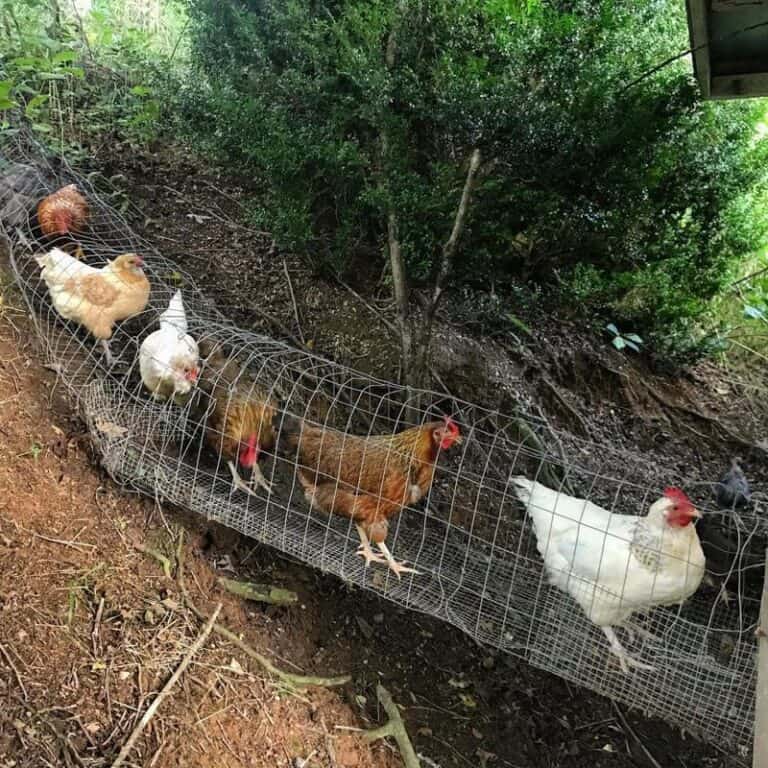 15+ Easy and Fun DIY Chicken Toys - The Everyday Mom Life