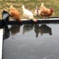 15+ Easy and Fun DIY Chicken Toys - The Everyday Mom Life