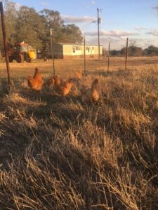 Top 13 Chicken Hatcheries in Texas 2023