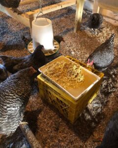 Fermented Chicken Feed: Benefits & How To Ferment