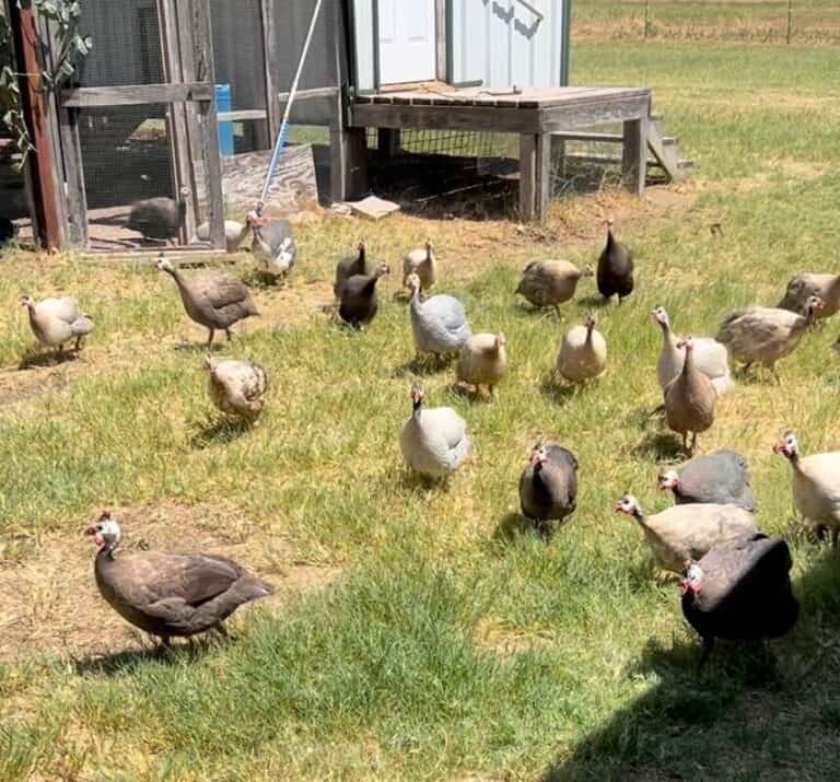 Top 13 Chicken Hatcheries in Texas 2023