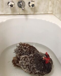 Egg Bound Chicken: Causes, Symptoms, Treatment, & More