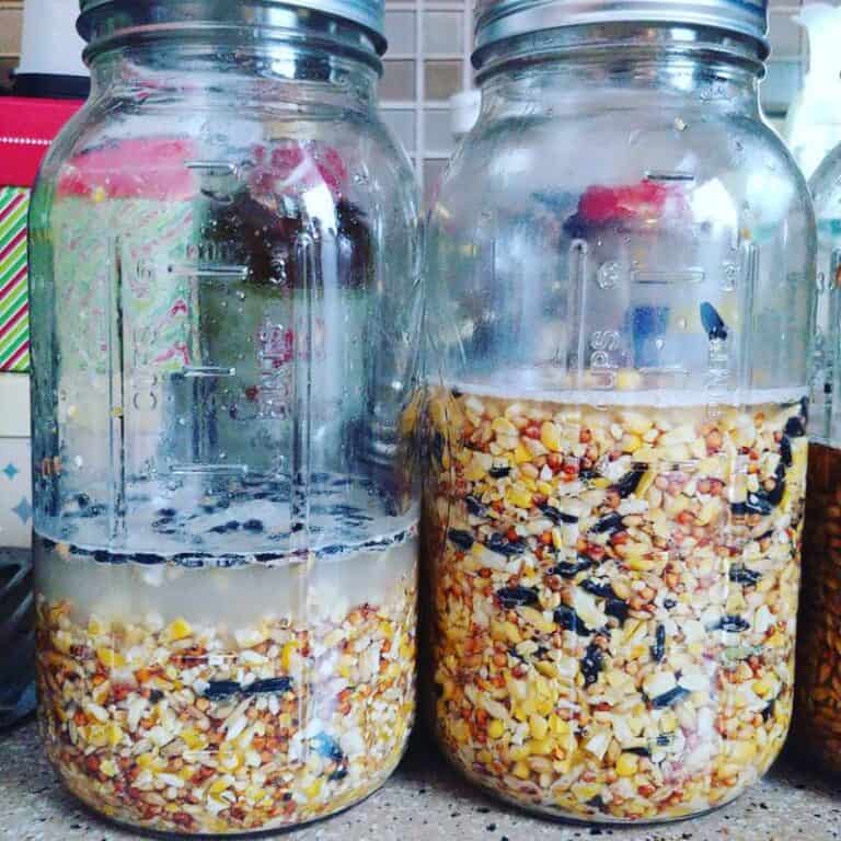 Fermented Chicken Feed: Benefits & How To Ferment