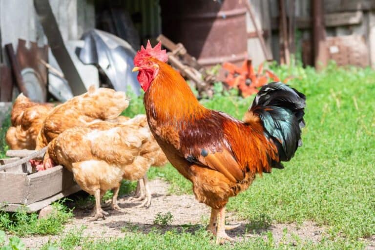 How Many Hens Per Rooster? Creating Harmony in Your Flock