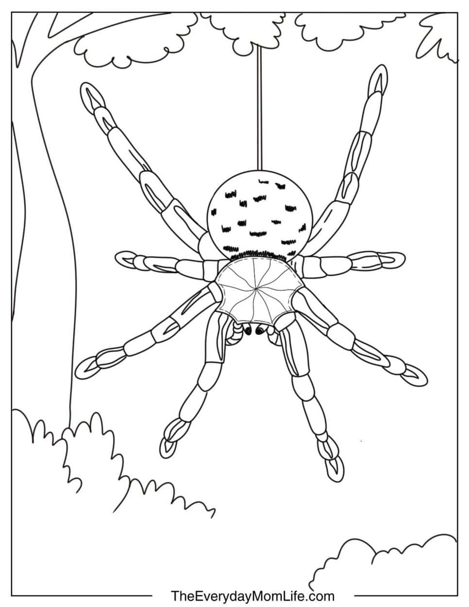 Free PDF Spider Coloring Pages