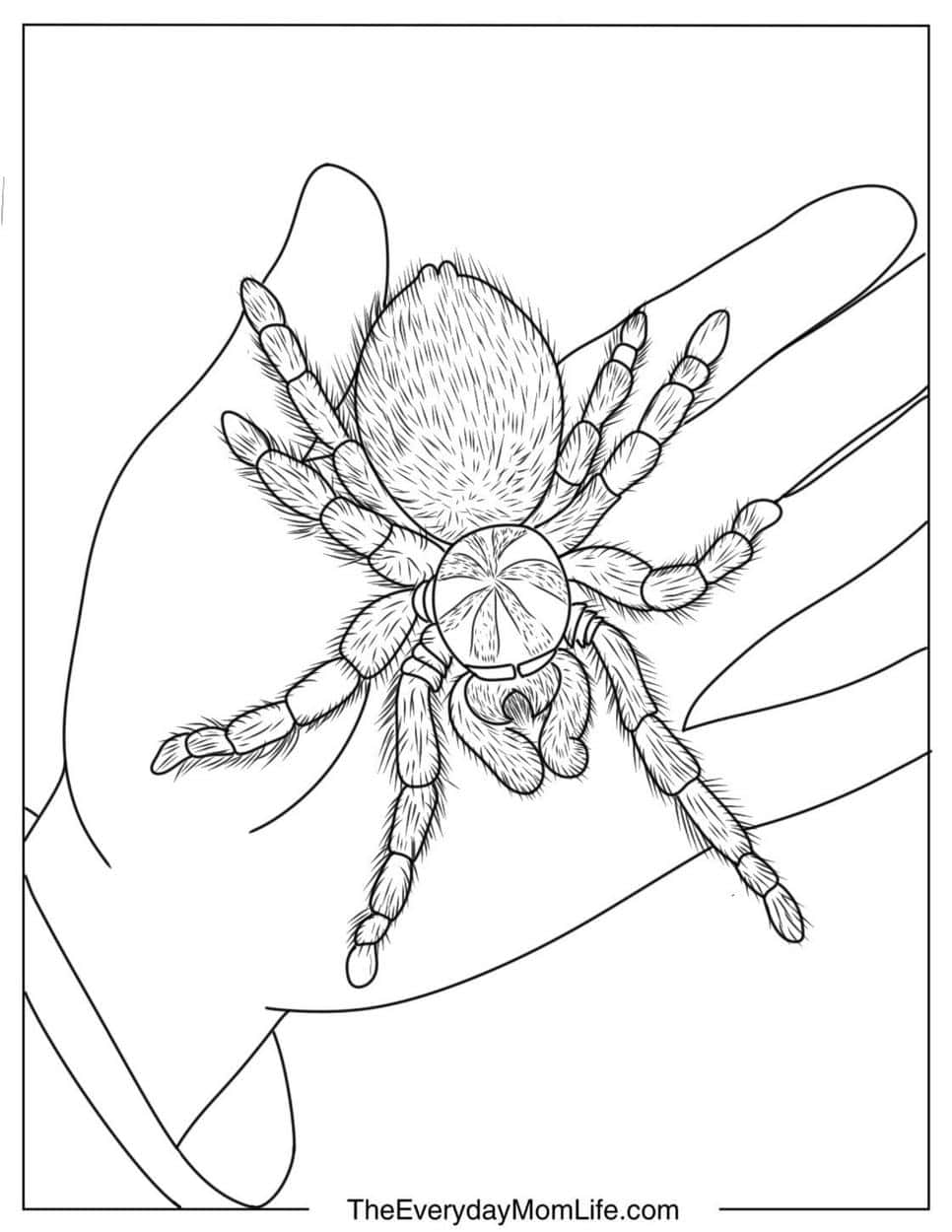 Free PDF Spider Coloring Pages