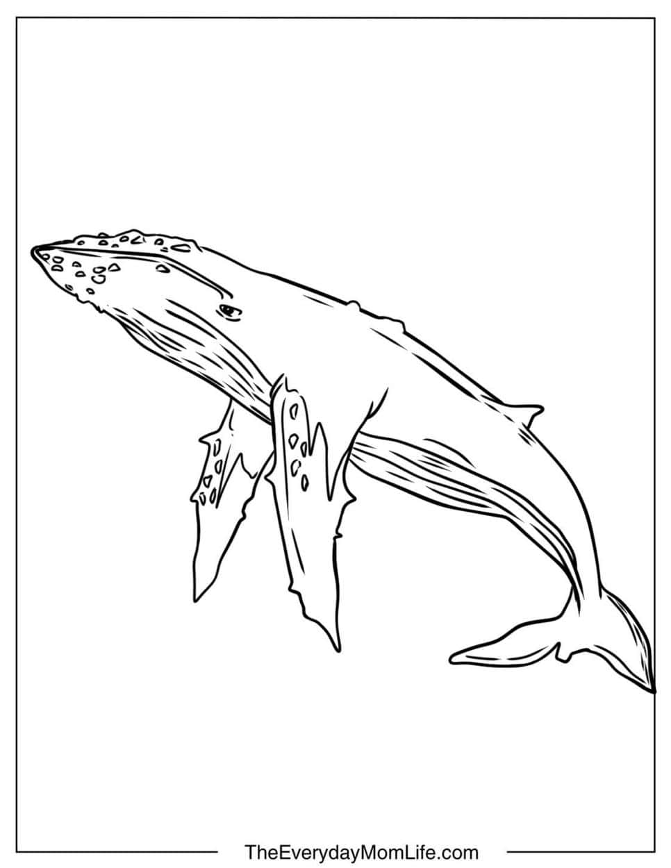 Whale Coloring Pages for Kids (Free PDF)
