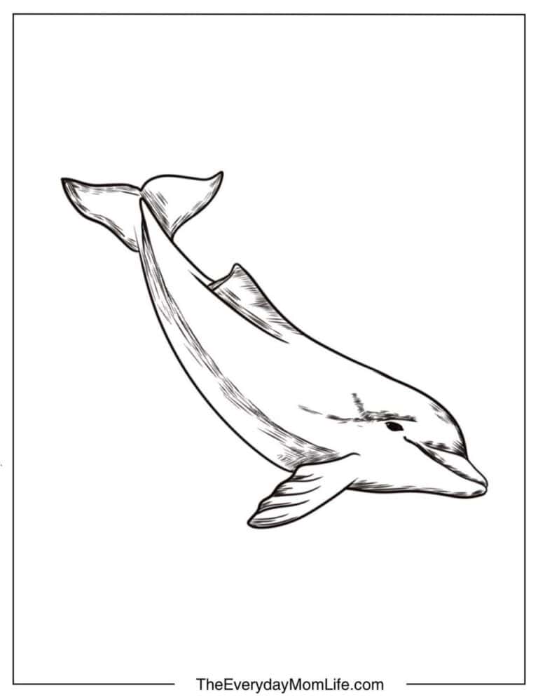 Free Printable Dolphin Coloring Pages