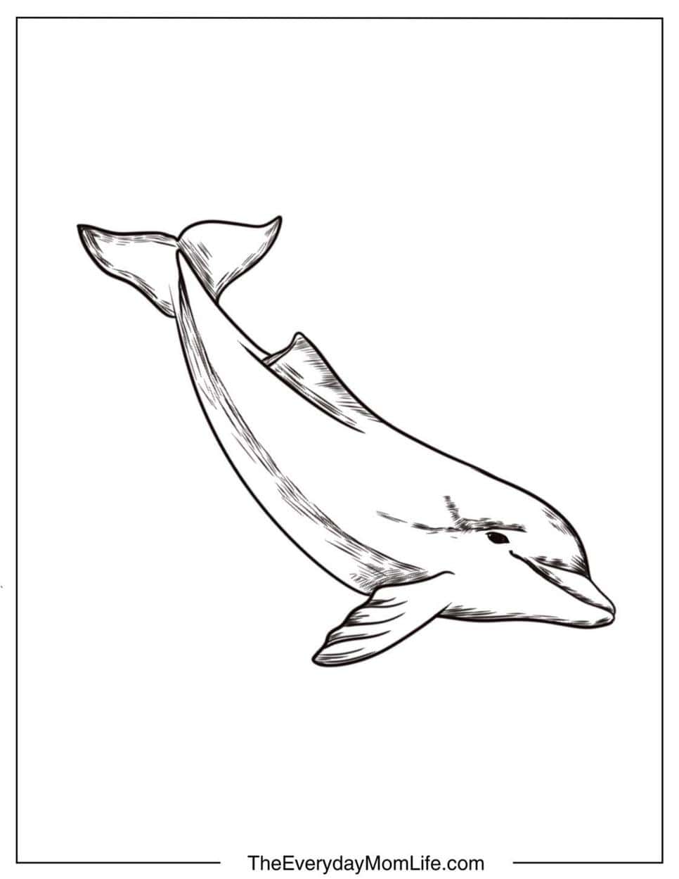 Free Printable Dolphin Coloring Pages