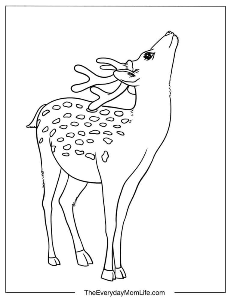 Free Printable PDF Deer Coloring Pages