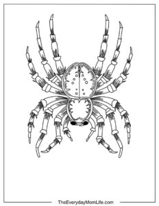 Free PDF Spider Coloring Pages