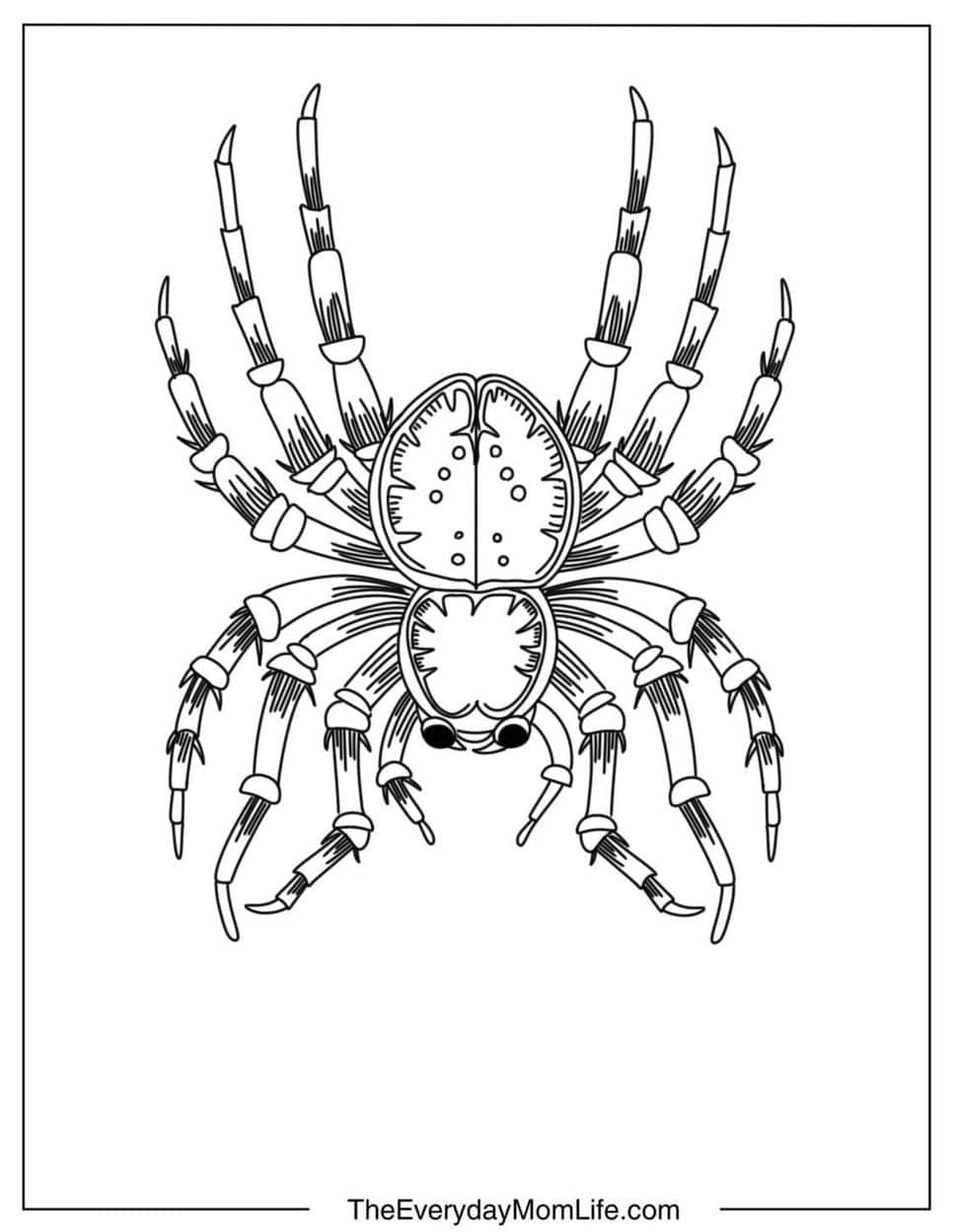 Free PDF Spider Coloring Pages